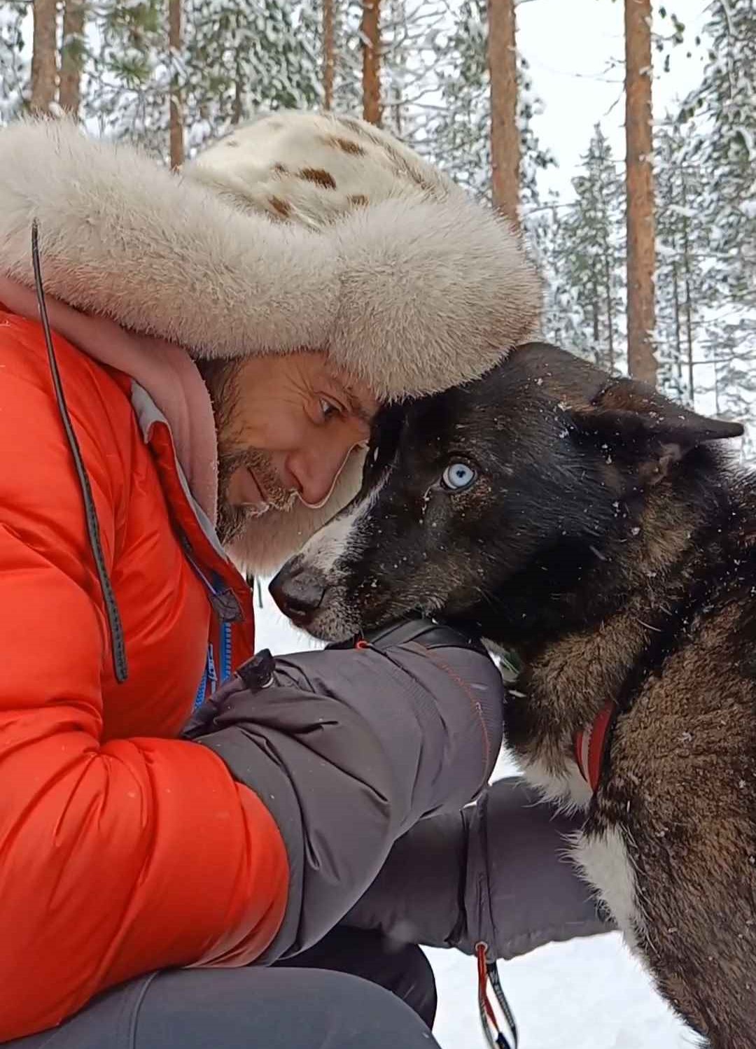 Excursión en trineo de Huskies | Feelapland