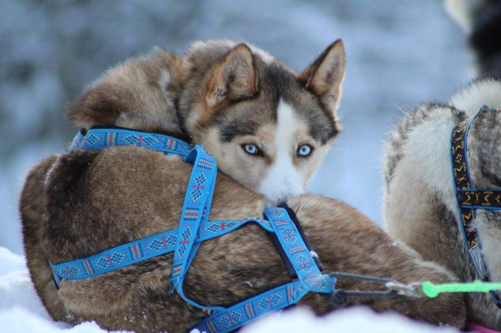 Excursión en trineo de Huskies | Feelapland