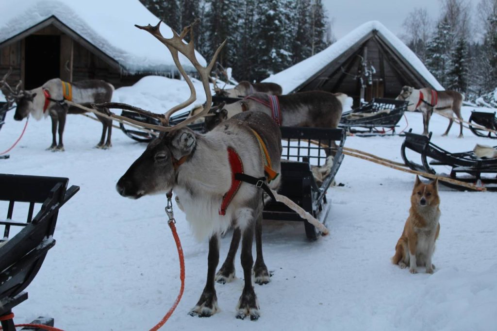 Excursión de Paseo en Trineo de Renos | Feelapland