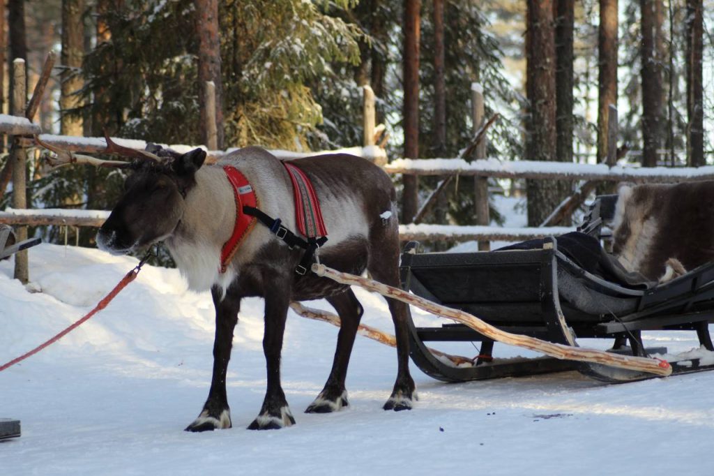 Excursión de Paseo en Trineo de Renos | Feelapland